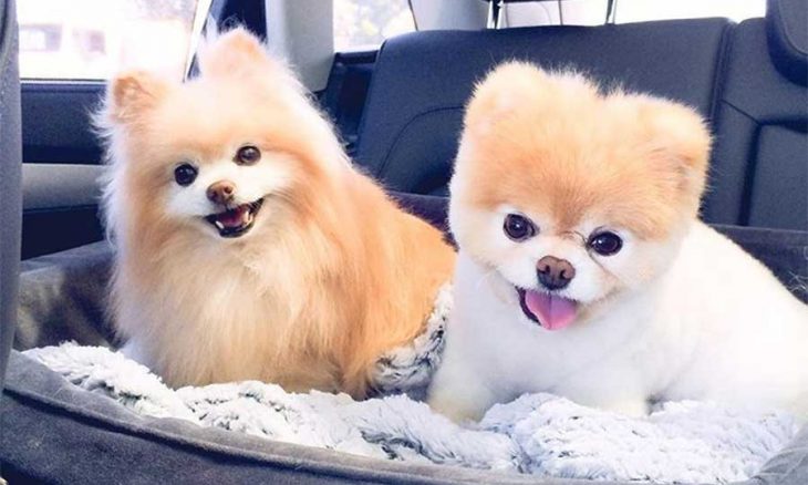 Fernanda Gentil e esposa adotam cachorrinha: "Nossa primeira filha"